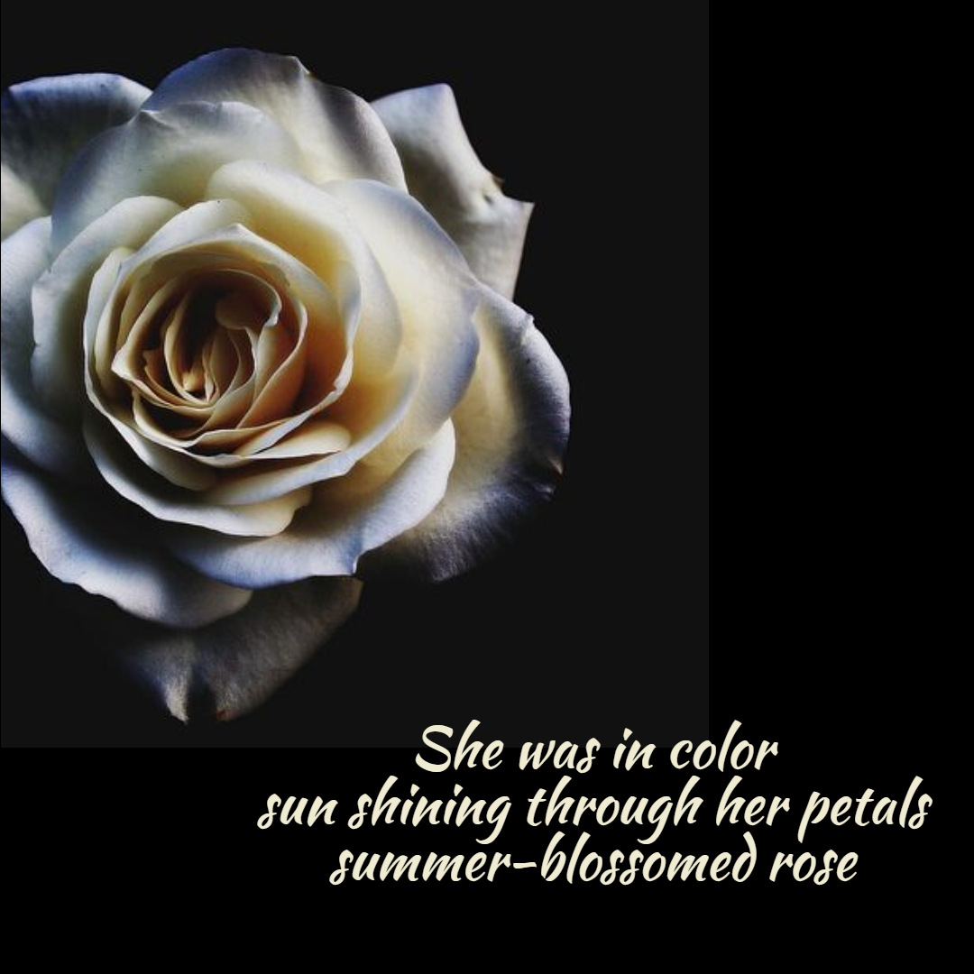 Summer Rose (Haiku) – L.M.Giannone